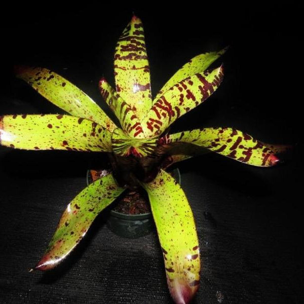 Neoregelia 'Chip Tiger' - Bromeliad Paradise