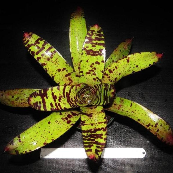 Neoregelia 'Chip Tiger' - Bromeliad Paradise