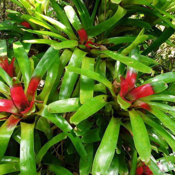 Aechmea blanchetiana 'Orange' - Bromeliad Paradise