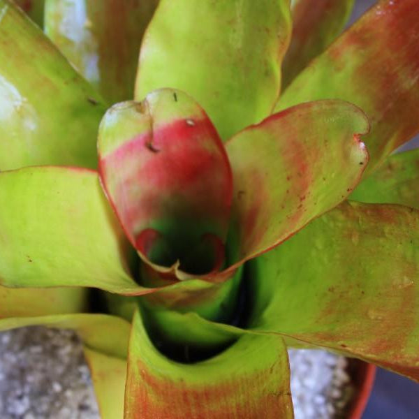 Neoregelia compacta x kautski - Bromeliad Paradise