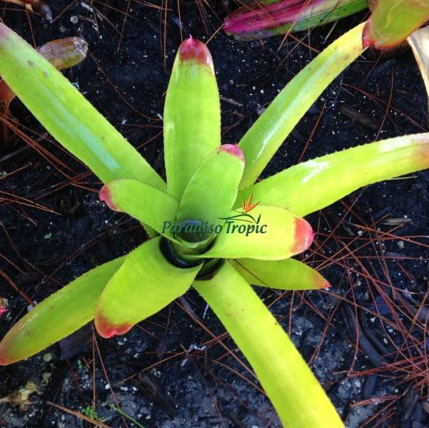 Neoregelia cruenta 'Selecta' - Bromeliad Paradise