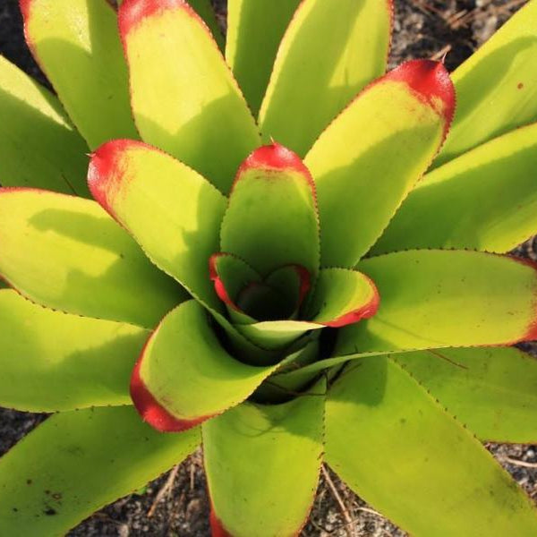 Neoregelia cruenta 'Selecta' - Bromeliad Paradise
