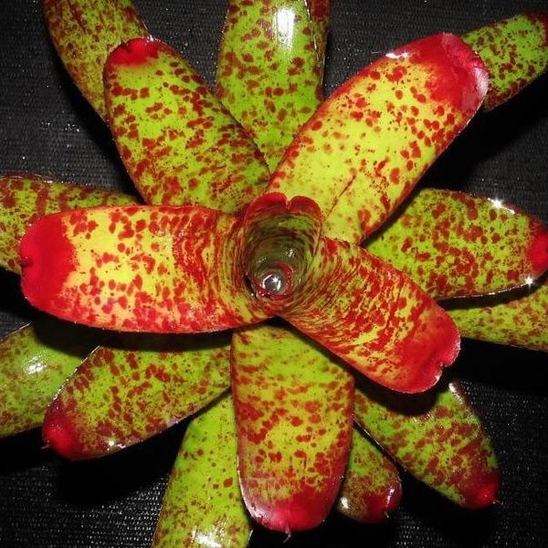 Neoregelia 'Fire on Deck' - Bromeliad Paradise