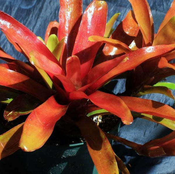 Neoregelia 'Fireball' - Bromeliad Paradise