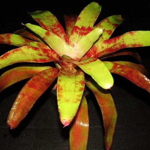 Neoregelia 'Flame Thrower' - Bromeliad Paradise