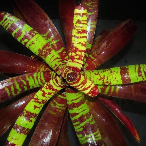 Grower's Choice - Bromeliad Paradise