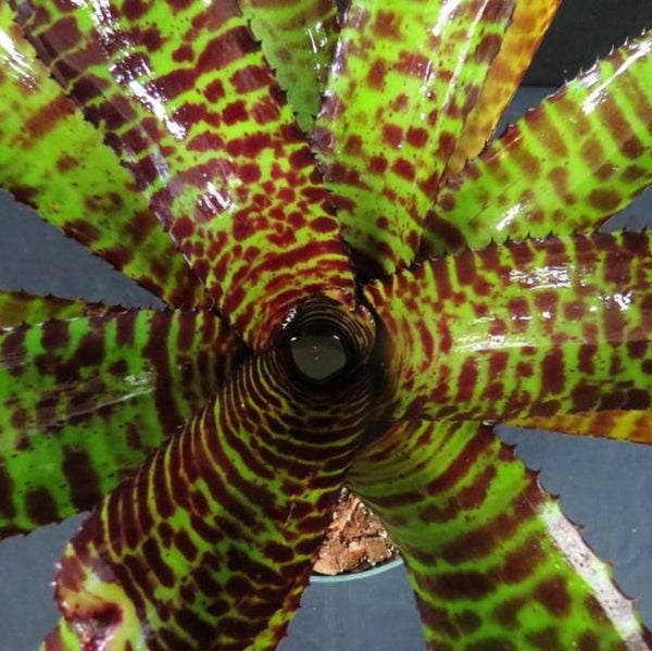 Grower's Choice - Bromeliad Paradise