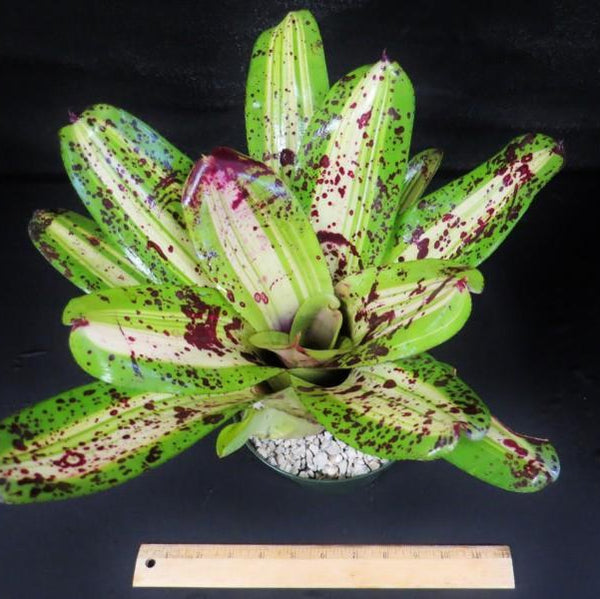 Neoregelia 'Ink Well' (Variegated) - Bromeliad Paradise