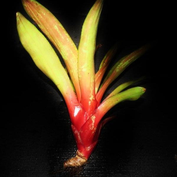 Neoregelia 'Kahlua Fire' - Bromeliad Paradise
