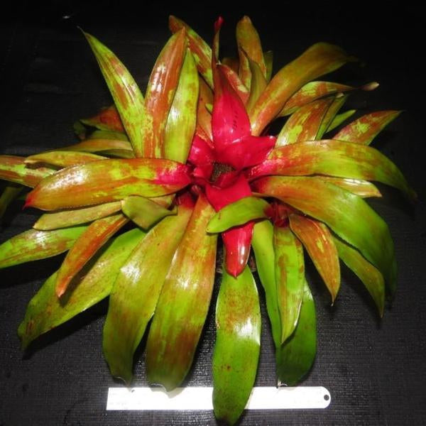 Neoregelia 'Kahlua Fire' - Bromeliad Paradise