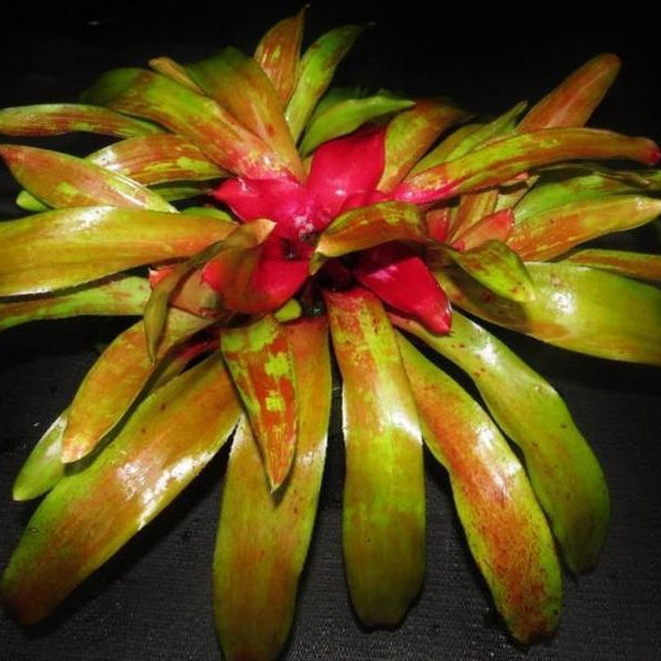 Neoregelia 'Kahlua Fire' - Bromeliad Paradise