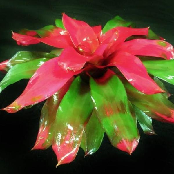 Neoregelia 'Magali' - Bromeliad Paradise