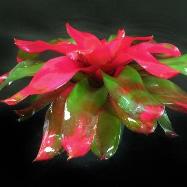 Neoregelia 'Magali' - Bromeliad Paradise