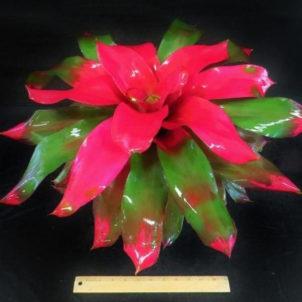Neoregelia 'Magali' - Bromeliad Paradise