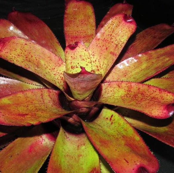 Neoregelia olens x carcharodon 'Rainbow' - Bromeliad Paradise