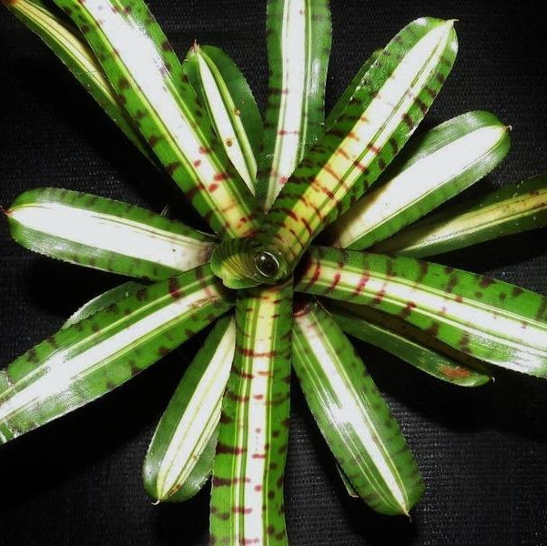 Neoregelia 'Super Fireball' - Bromeliad Paradise