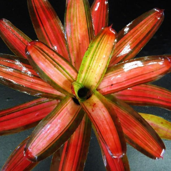 Neoregelia 'Paprika' (Variegated) - Bromeliad Paradise