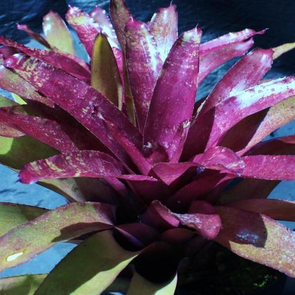 Neoregelia 'Peggy Pollard' - Bromeliad Paradise