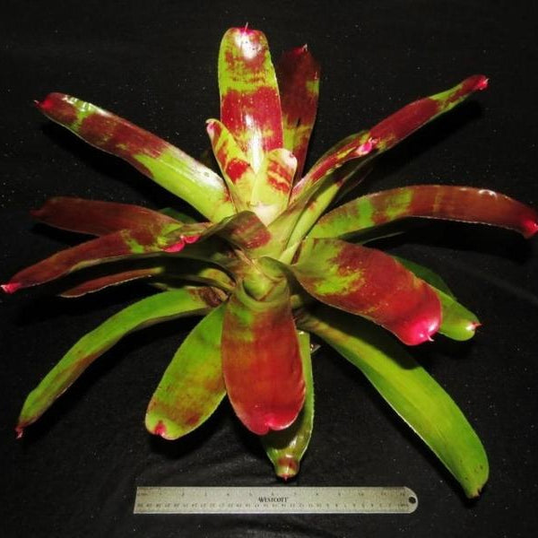 Neoregelia 'Ring of Fire' - Bromeliad Paradise