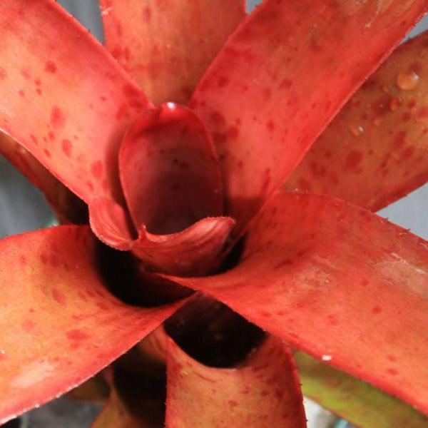 Neoregelia Page 6 m - Bromeliad Paradise