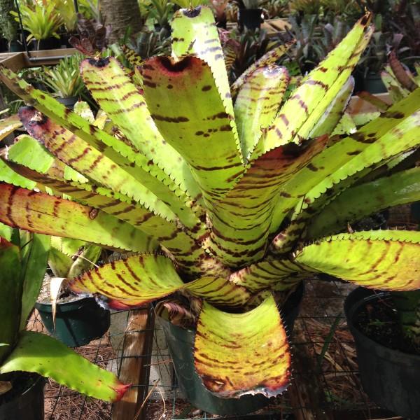 Neoregelia 'Skotak's Tiger' aka carcharodon 'Tiger' - Bromeliad Paradise