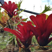 Neoregelia 'Super Fireball' - Bromeliad Paradise