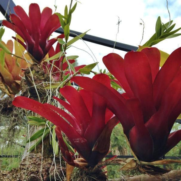 Neoregelia 'Super Fireball' - Bromeliad Paradise