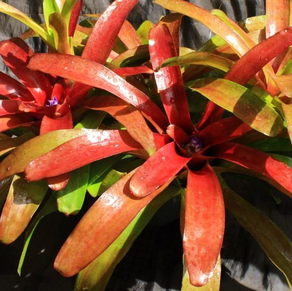 Neoregelia 'Superball' - Bromeliad Paradise