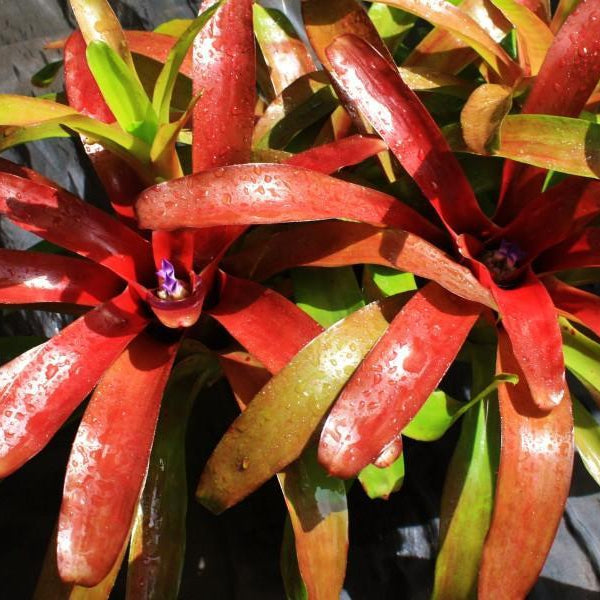 Bromeliad, Neoregelia Super Nova