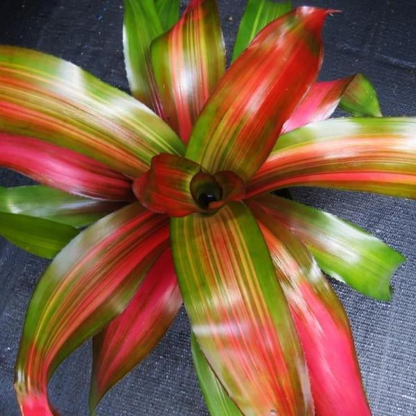 Neoregelia 'Tangerine' Variegated - Bromeliad Paradise