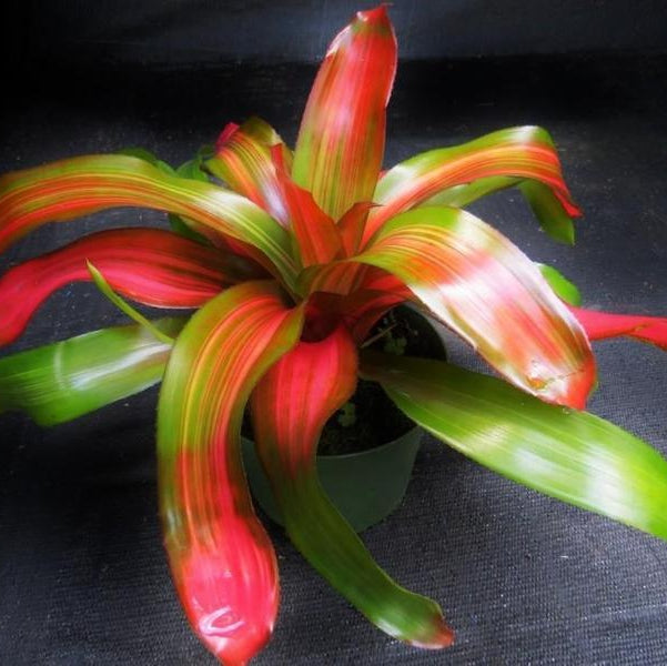 Neoregelia 'Tangerine' Variegated - Bromeliad Paradise