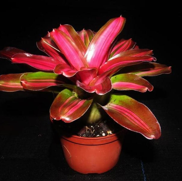 Neoregelia 'Tricolor' x 'Fireball' Variegated - Bromeliad Paradise