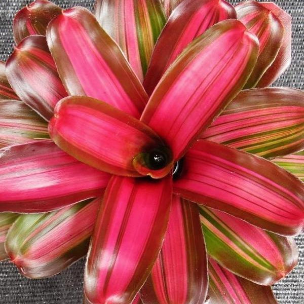 Neoregelia 'Tricolor' x 'Fireball' Variegated - Bromeliad Paradise