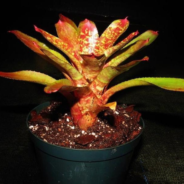 Neoregelia 'Wild Tiger' - Bromeliad Paradise