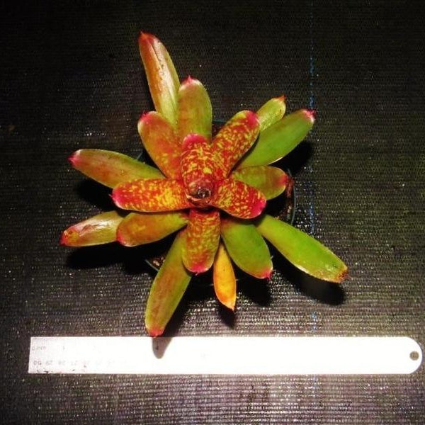 Neoregelia 'Wild Tiger' - Bromeliad Paradise