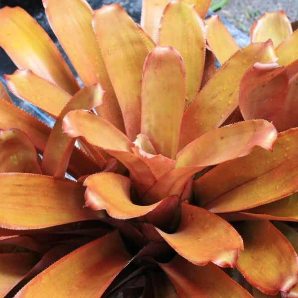 Portea alatisepala (orange foliage) - Bromeliad Paradise