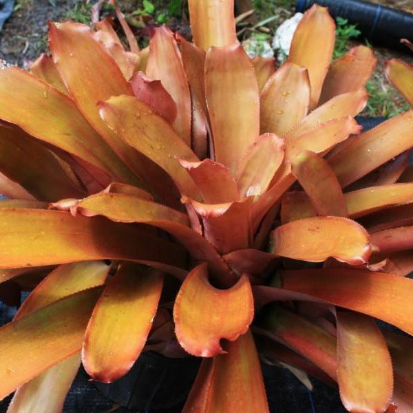 Portea alatisepala (orange foliage) - Bromeliad Paradise