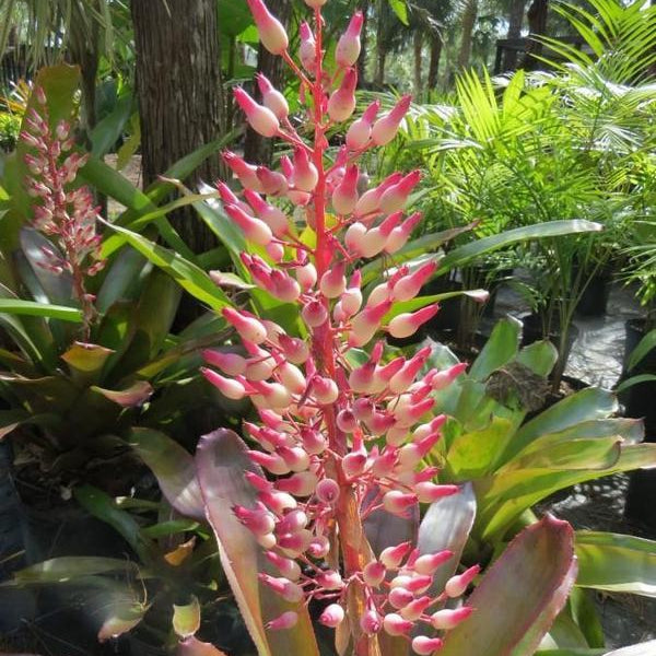 Portea alatisepala (orange foliage) - Bromeliad Paradise