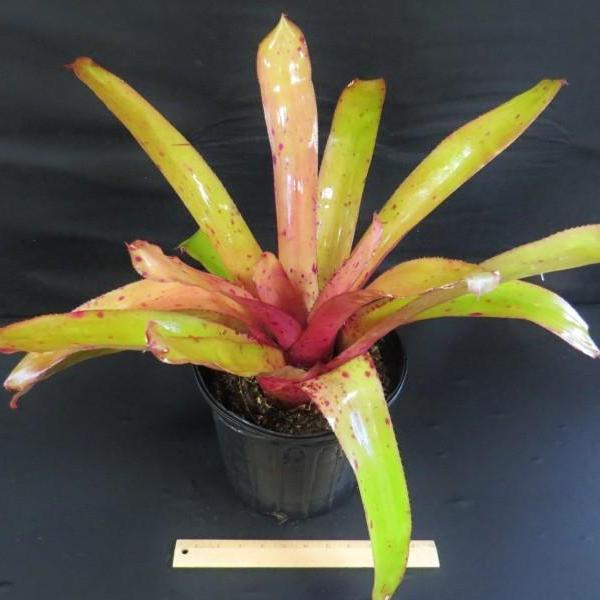 Portea alatisepala (purple foliage) - Bromeliad Paradise