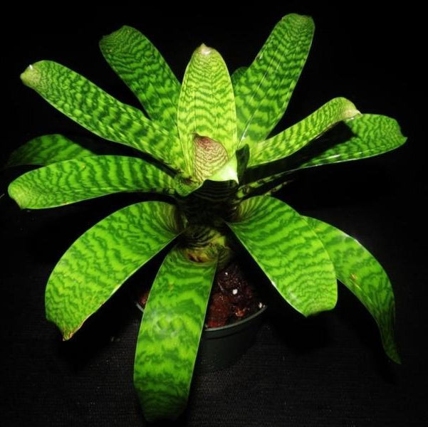 Vriesea hieroglyphica - Bromeliad Paradise