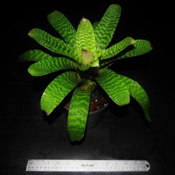 Vriesea hieroglyphica - Bromeliad Paradise