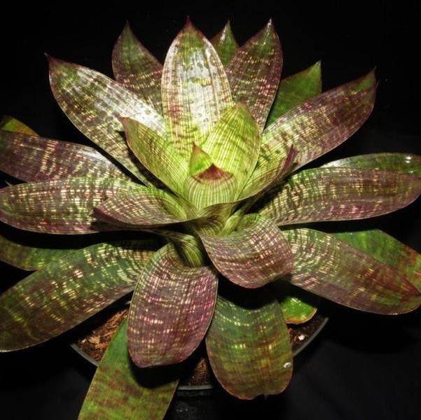 Vriesea 'Nova' - Bromeliad Paradise