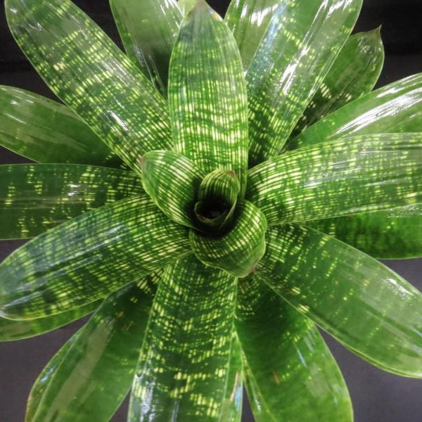 Vriesea 'Nova' - Bromeliad Paradise