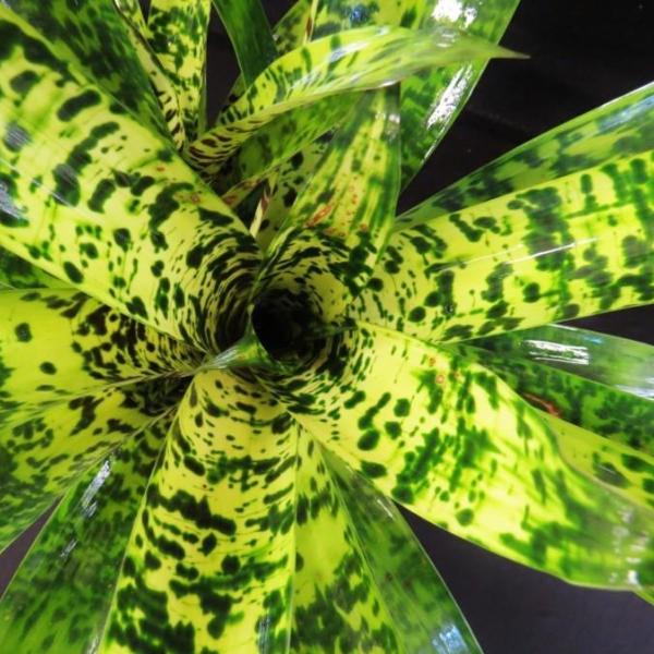 Vriesea 'Nova' - Bromeliad Paradise