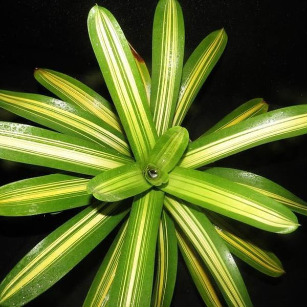 Vriesea 'Nova' - Bromeliad Paradise