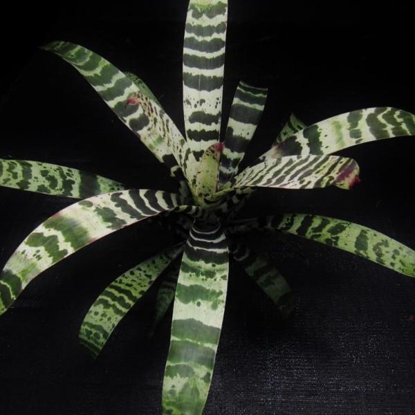 Vriesea 'Splenriet' - Bromeliad Paradise