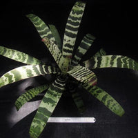 Vriesea 'Splenriet' - Bromeliad Paradise